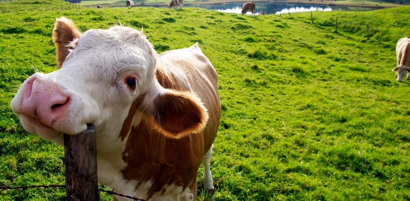 Perché latte di cane no, ma latte di mucca sì?