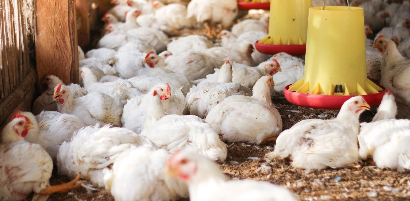 Ciclo di vita dei polli: dall'uovo al piatto in soli 42 giorni - VEGANOK